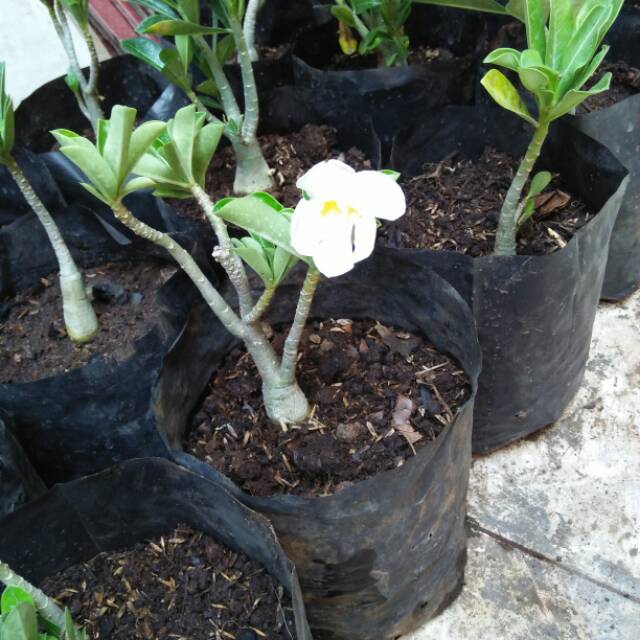 26+ Gambar Bunga Kamboja Putih yang Lagi Viral - Informasi Seputar ...