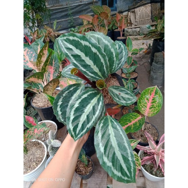 Jual Calathea Watermelon. | Shopee Indonesia