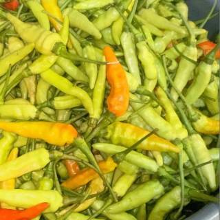 Jual Cabe rawit IJO 1KG / cabe rawit hijau fresh setiap hari Indonesia ...