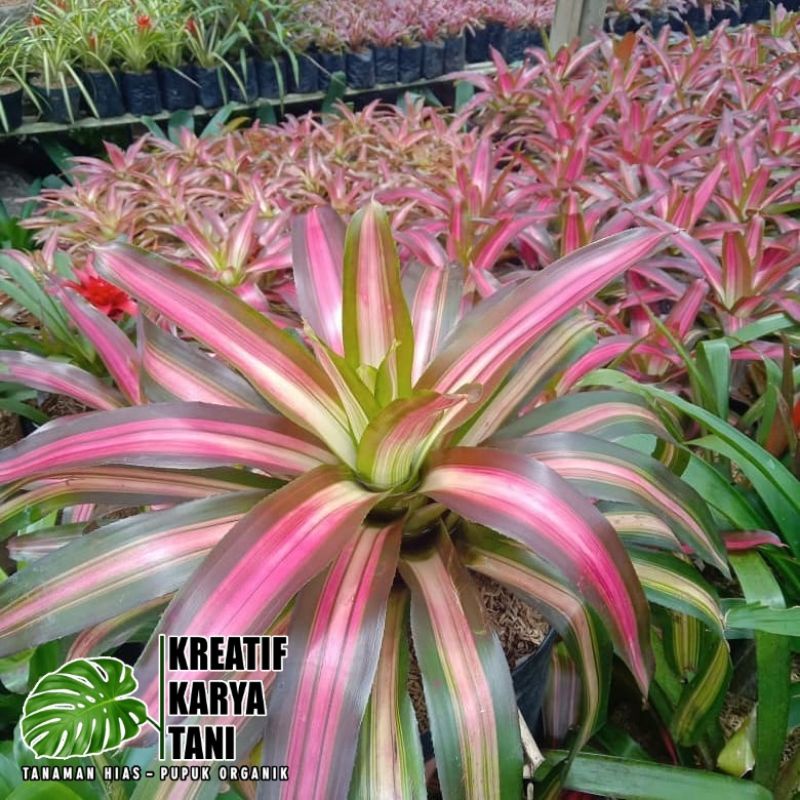 Jual Tanaman hias bromelia tricolor - Bromelia tri color | Shopee Indonesia