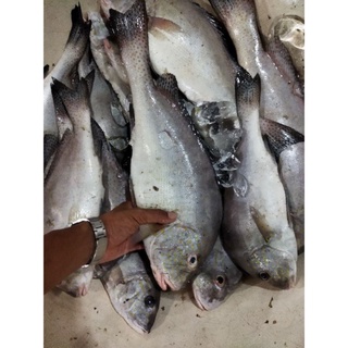 Jual Ikan Kaci-kaci Segar 1Kg Hasil Laut BERGARANSI | Shopee Indonesia