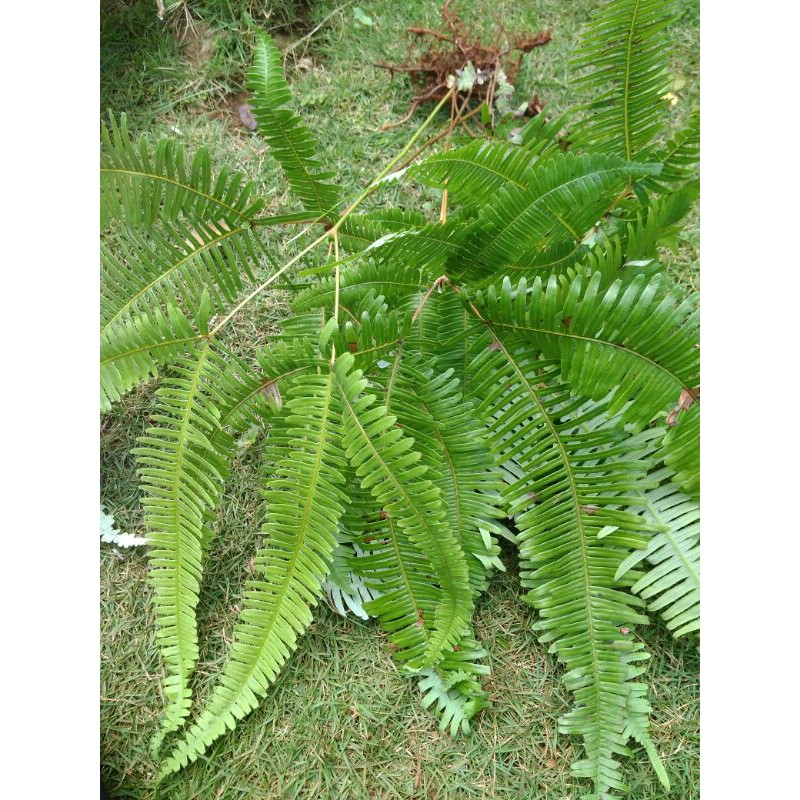 Jual Bibit Handam Pena Kaligrafi Kayu Resam Paku Andam anam Fresh segar ...