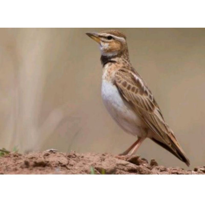 Jual Burung pailing kalandra import china | Shopee Indonesia