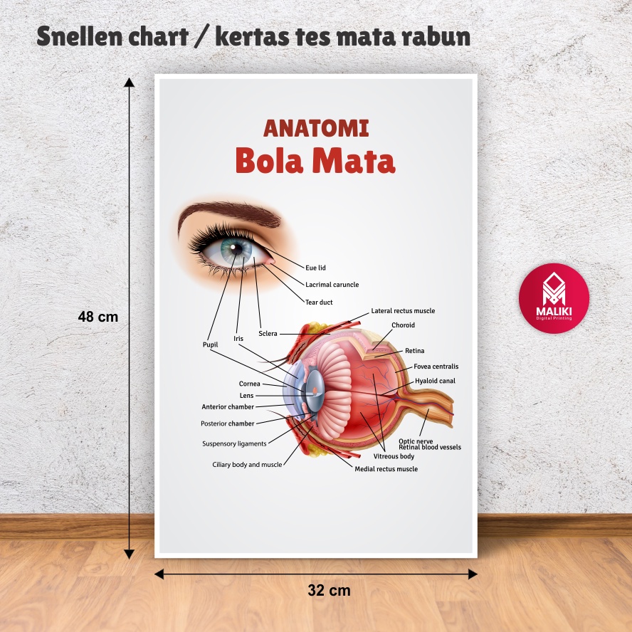 Jual Poster Kesehatan Anatomy Bola Mata | Shopee Indonesia