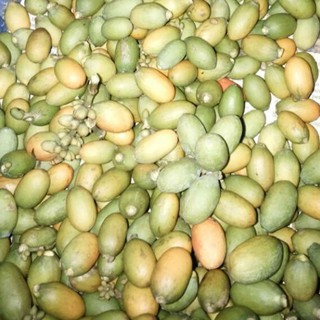 Jual Biji Melinjo Tangkil Segar kemasan 1 kg | Shopee Indonesia