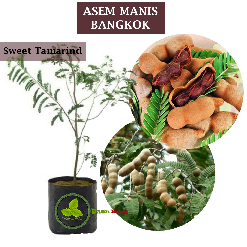 Jual Bibit Asam Manis Bangkok | Sweet Tamarind | Shopee Indonesia