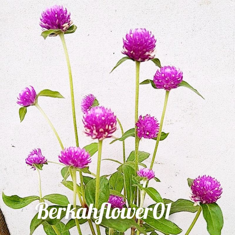 Jual PROMO!!! Tanaman Hias Uter atau Bunga Kancing atau Bunga Knop ...