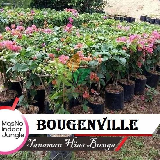 Jual Star Tanaman Hias Bunga Bougenville Bibit Tanaman Hias Bunga