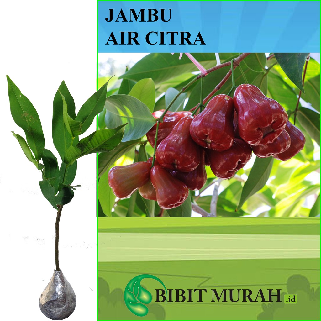48+ Gambar Tanaman Jambu Air yang Banyak Dicari - Informasi Seputar ...