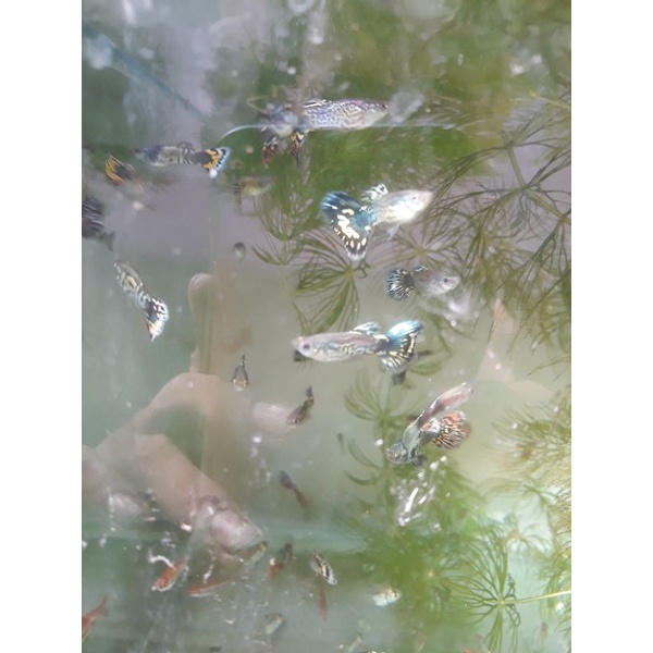 Jual ikan hias guppy cobra/mozaik,jantan | Shopee Indonesia