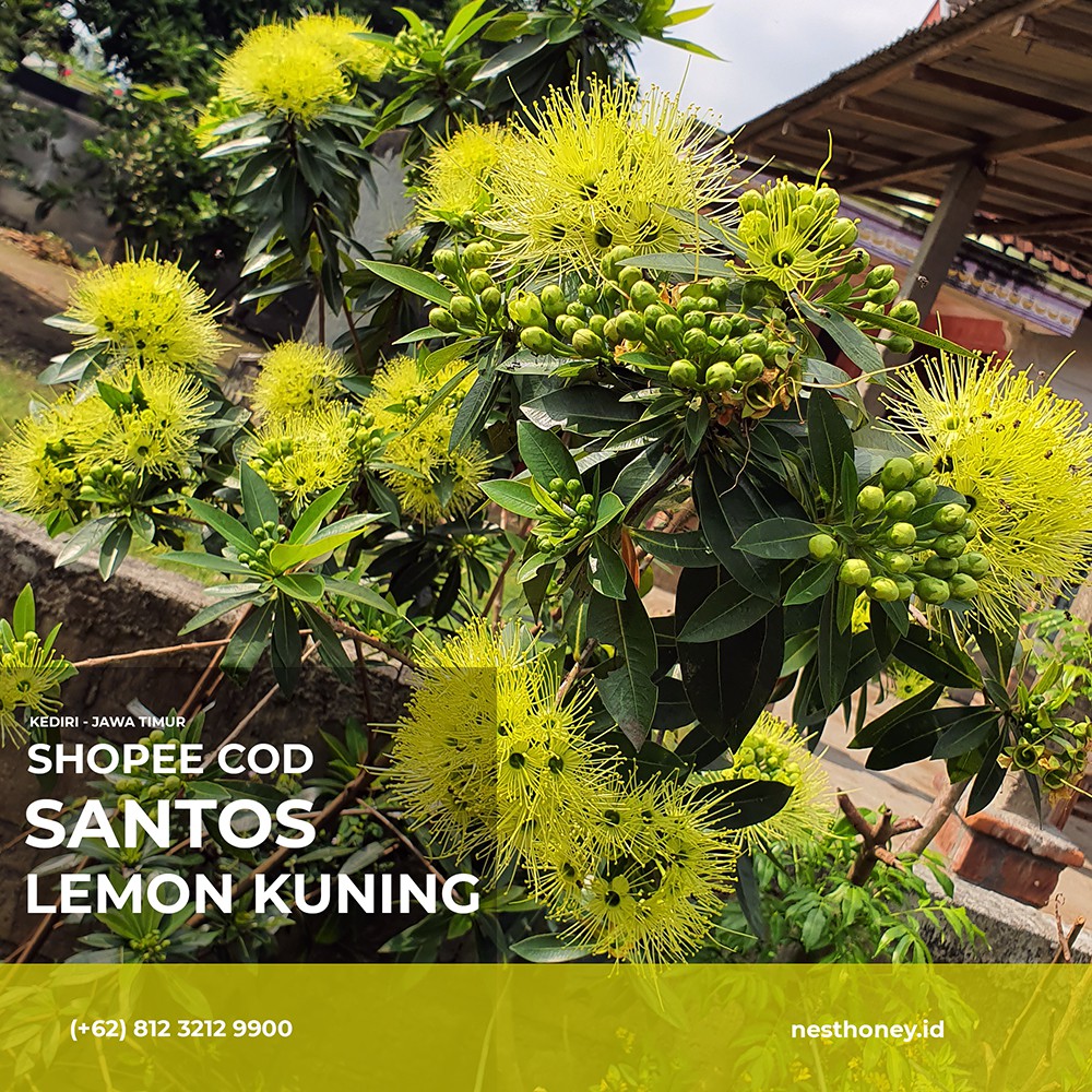 Jual Santos Lemon 1 meteran / Bunga Wajib Pakan Lebah Klanceng | Shopee ...