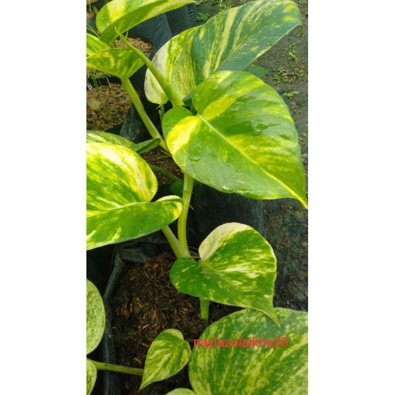 Jual bunga sirih gading jumbo | Shopee Indonesia