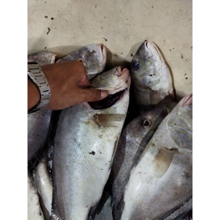 Jual Ikan Kaci-kaci Segar 1Kg Hasil Laut BERGARANSI | Shopee Indonesia