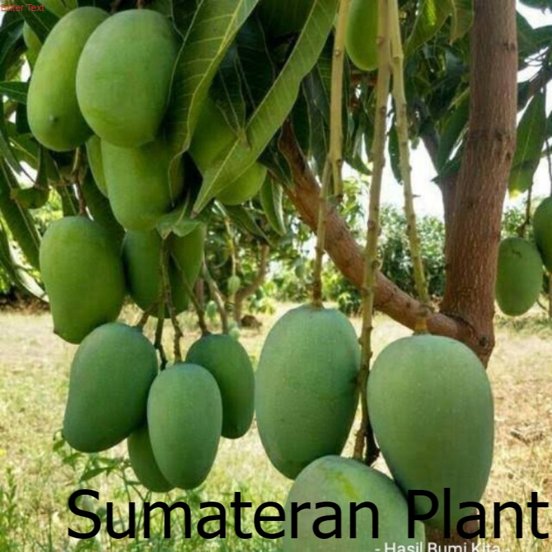 Jual Bibit Kweni Cutting Stek Siap Tanam Bahan Bibit Kuweni Mangga ...