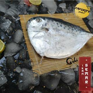 Jual Ikan Semar Segar/ Ikan Semar Beku / Pack 1 kg | Shopee Indonesia