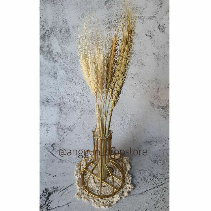 Jual 5 Batang Bunga Gandum Kering Warna Natural/Putih Indonesia|Shopee ...