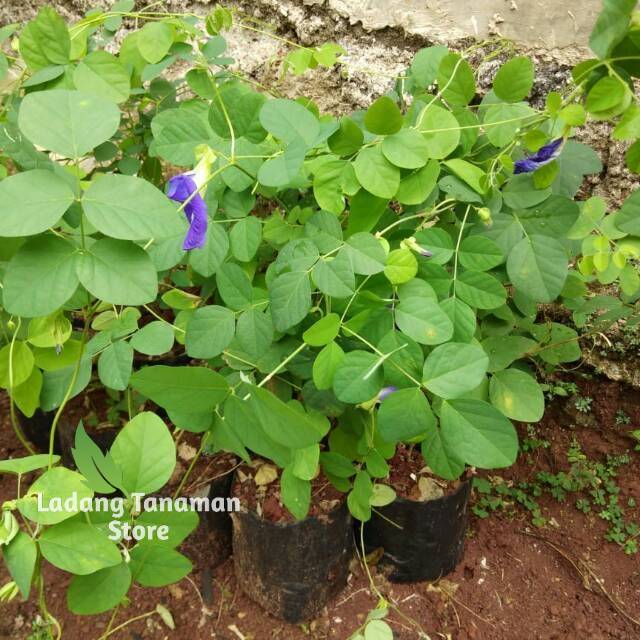 Jual Tanaman bunga telang kembang teleng | Shopee Indonesia