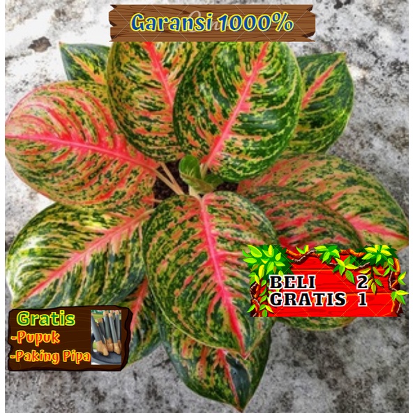 Jual Aglonema Hias Big Papa Bunga Si Ratu Daun | Shopee Indonesia