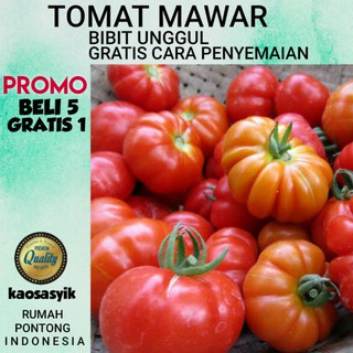 Jual BENIH TOMAT MAWAR (TERMURAH), TOMAT RANTI, SAYURAN SEKALIGUS ...