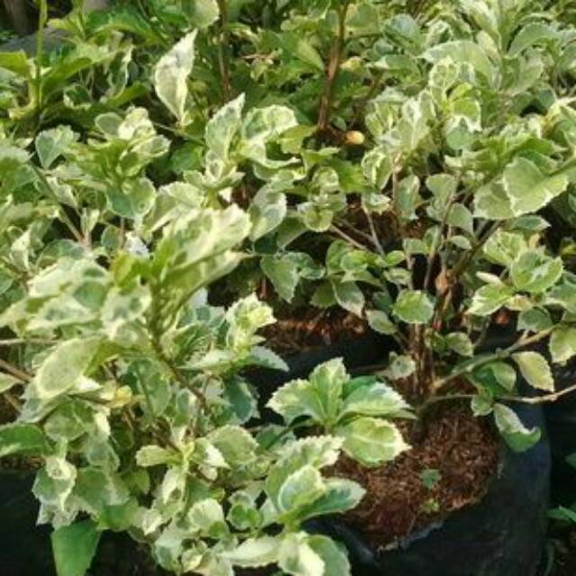 Jual Tanaman hias teh tehan varigata - pohon teh tehan varigata ...