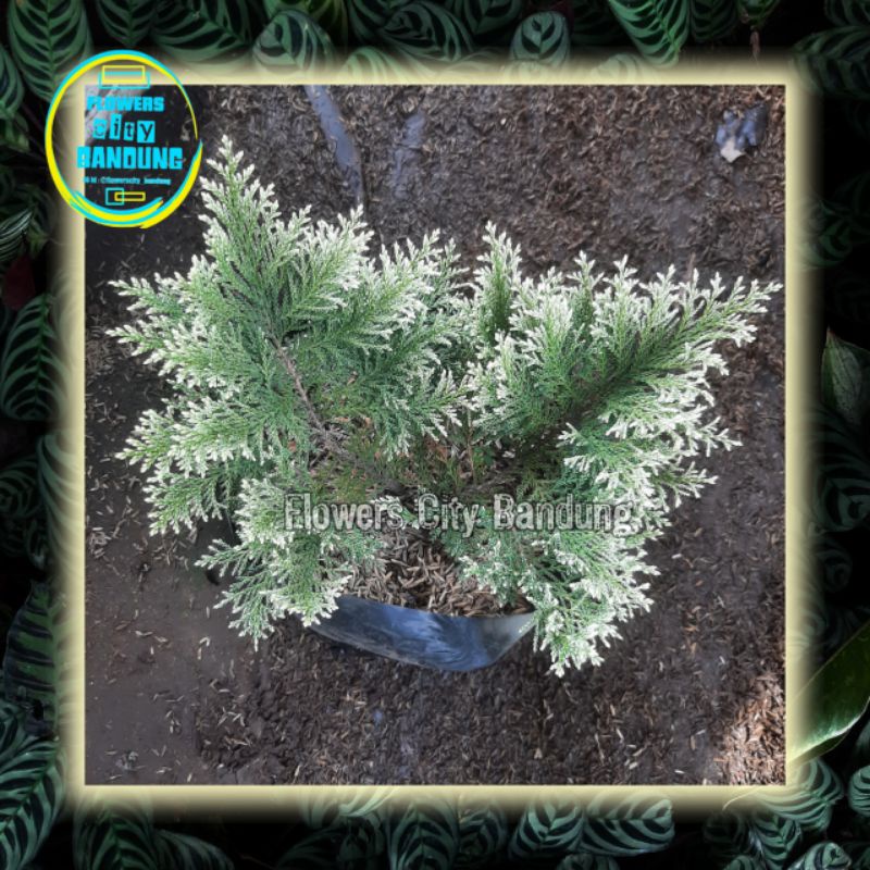 Jual Cemara Inoki Silver - Cemara Angin Rebah - tanaman hias outdoor ...