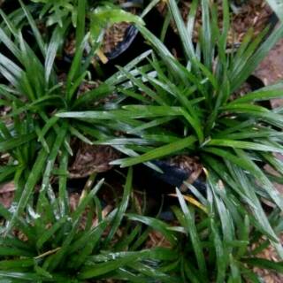 Jual Tanaman hias kucai mini - Pohon kucai mini - Tanaman pengganti ...