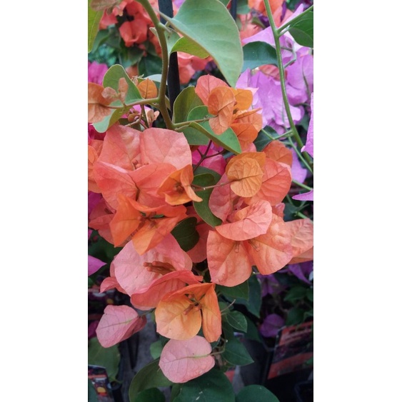 Jual Bougenville OrangeYoung - bugenvil bunga oren muda - Tanaman hias ...