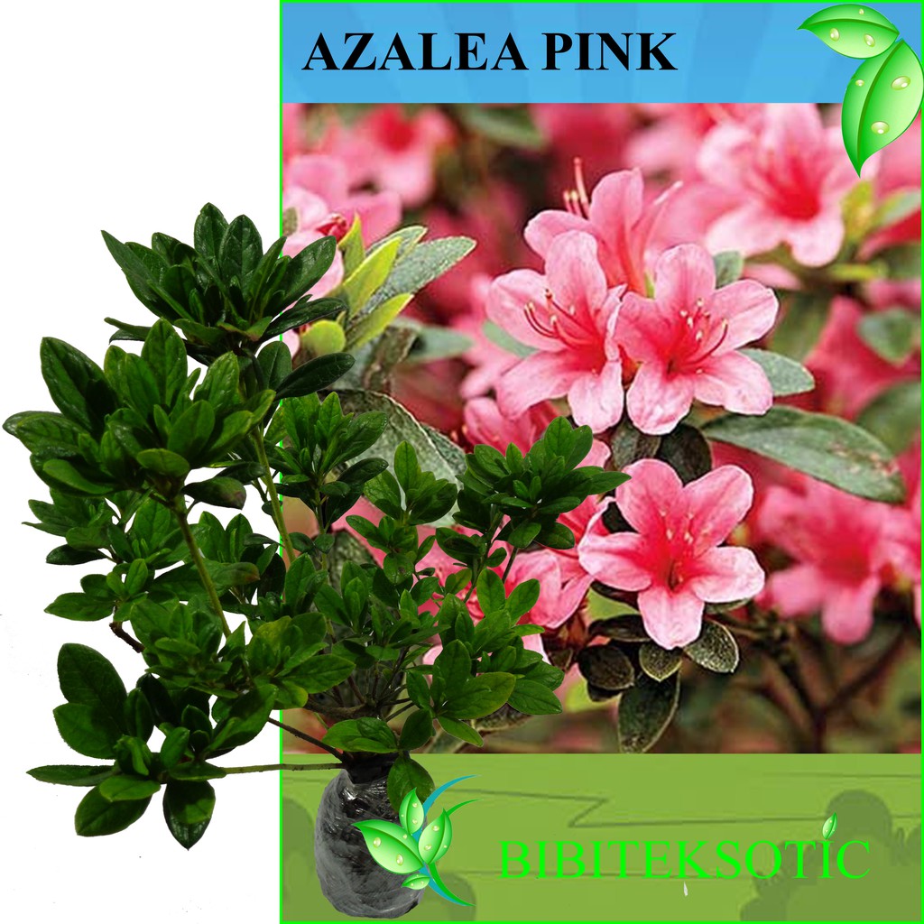 Jual Tanaman Azalea Pink (Tinggi 30-50 cm) Indonesia|Shopee Indonesia