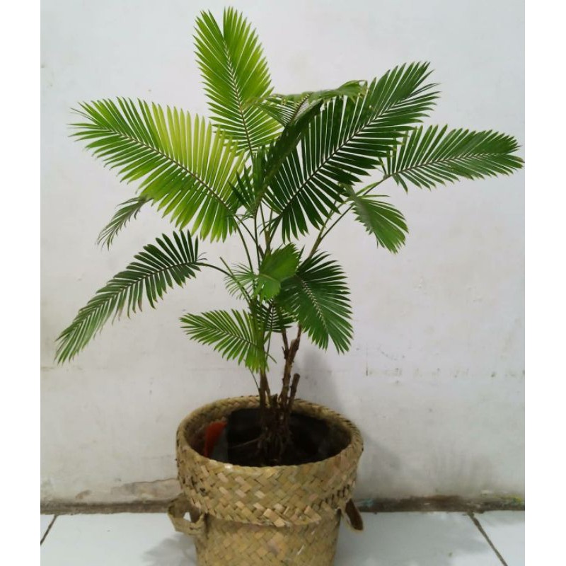 Jual Tanaman hias palem mini - palem paris | Shopee Indonesia