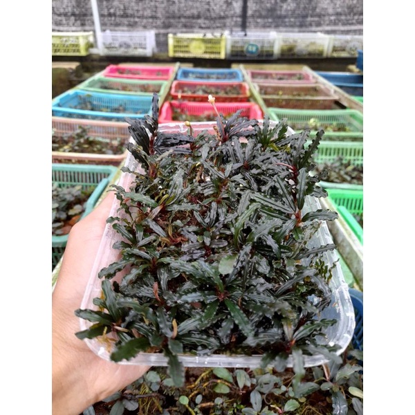 Jual bucephalandra red velvet porsi mika | Shopee Indonesia