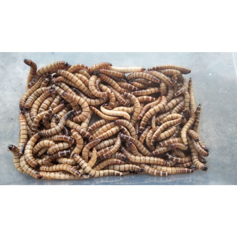 Jual ulat jerman hidup//ulat jerman murah | Shopee Indonesia