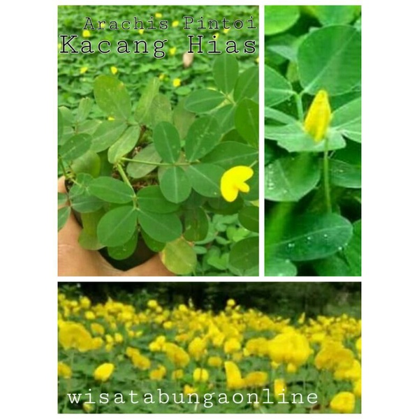 Jual Tanaman Kacang Hias Bunga Kuning/Arachis pintoi/rumput pintoi ...