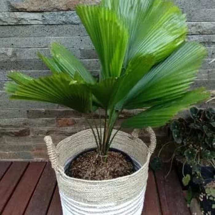 Jual Bibit Pohon Palem Kol atau Palem Kipas | Shopee Indonesia