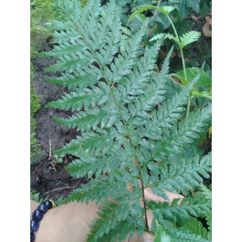 Jual tanaman hias pakis kayu murah/ rumohra adiantiformis / kulit pakis ...