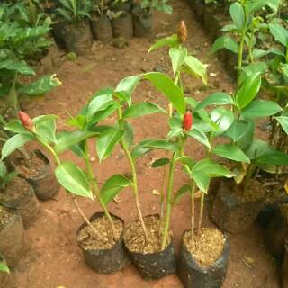 Tanaman Pacing Pentul Tanaman Bunga Pacing Tanaman Pacing Pentul Merah ...