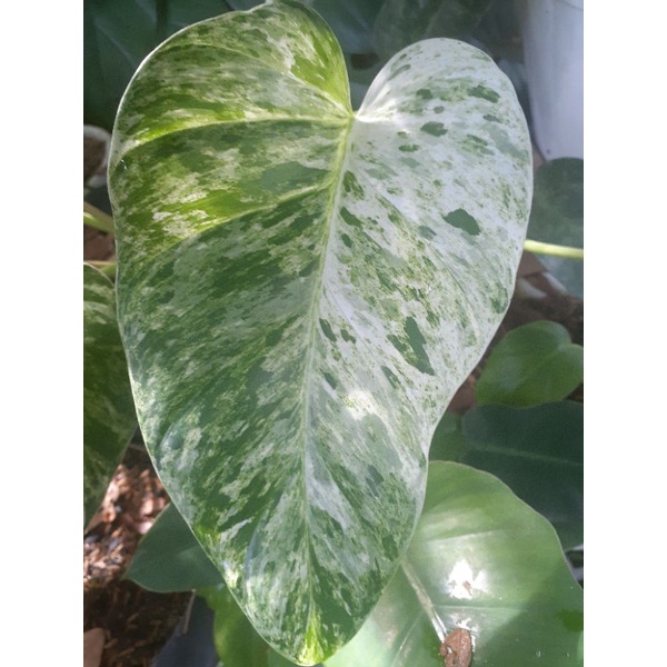 Jual philo giganteum varigata | Shopee Indonesia