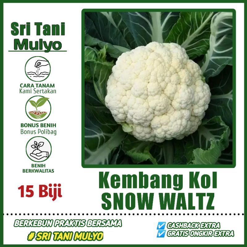 Jual 15 Biji - Benih Kembang Kol SNOW WALTZ Bunga Kol Unggul Import ...