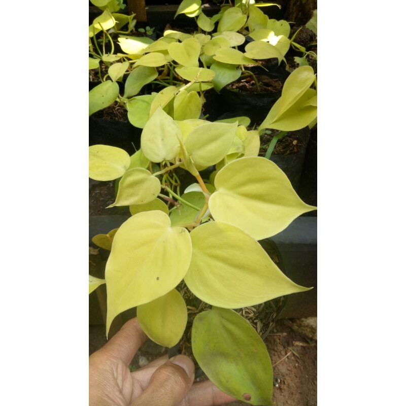 Jual Tanaman hias sirih gading love - tanaman sri gading love | Shopee ...