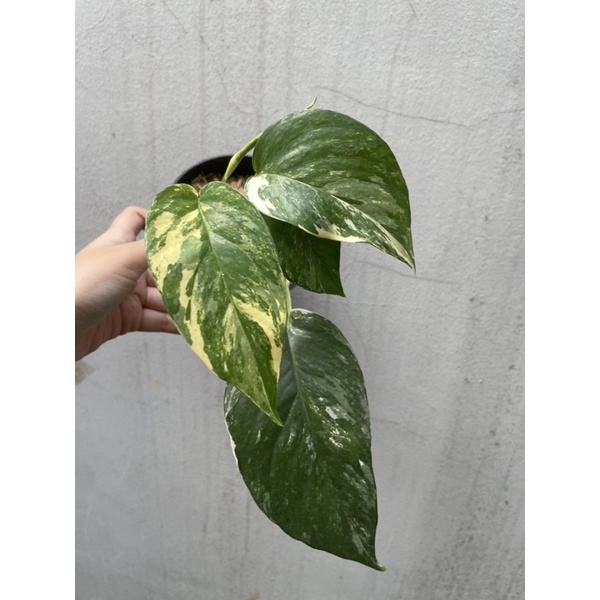 Jual epipremnum pinnatum variegata monstera ekor naga epip real pict ...