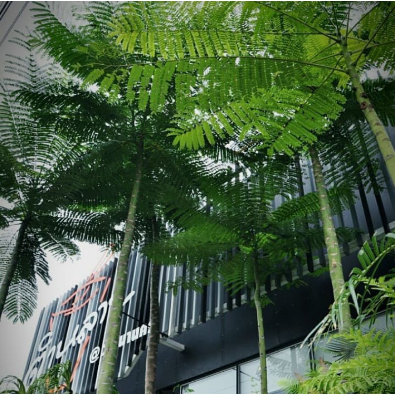 Jual tanaman solobium pakis brazil schizolobium parahybai tinggi 2 ...