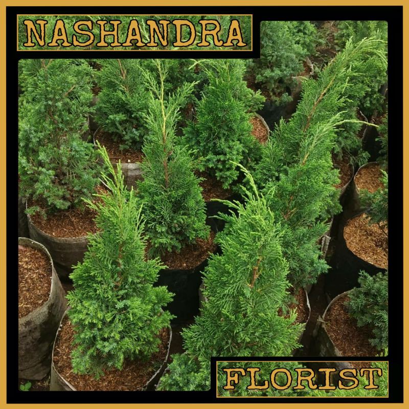 Jual Tanaman Hias Bibit Pohon Cemara Papua | Shopee Indonesia