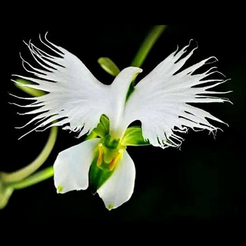 Jual 10 Benih/Biji/Bibit unik Anggrek Merpati/Dendrobium | Shopee Indonesia