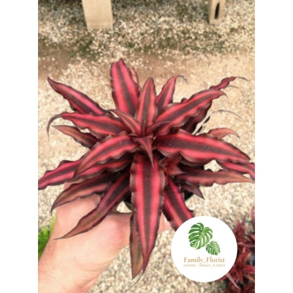 Jual tanaman hias bromelia cryptantus ruby | Shopee Indonesia