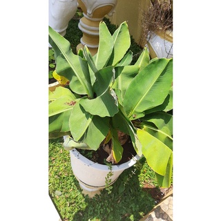 Jual Pisang mini, pisang Brazil. Dewasa. Isi 3 | Shopee Indonesia