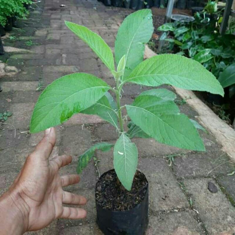 Jual Pohon Sembung / Tanaman Herbal-Tanaman Herbal Pohon Sembung ...