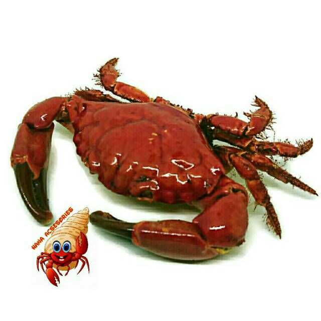 Kepiting Asli Yang diawetkan | Shopee Indonesia