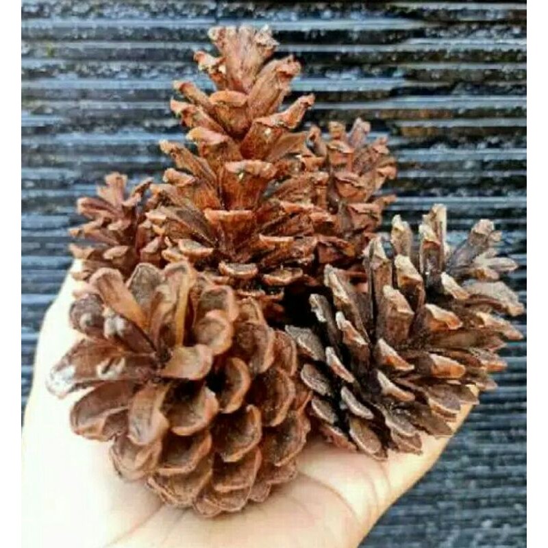 Jual Bunga Pinus Kering | Shopee Indonesia