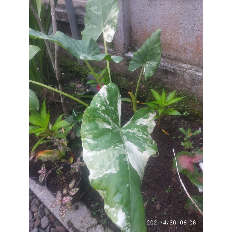 Jual Bunga lompong varigata ( COD ) | Shopee Indonesia