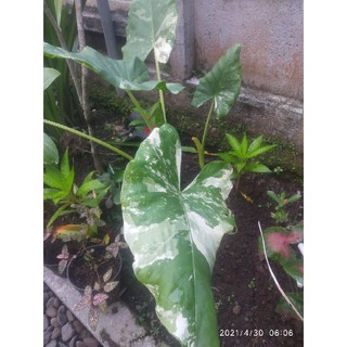 Jual Bunga lompong varigata ( COD ) | Shopee Indonesia