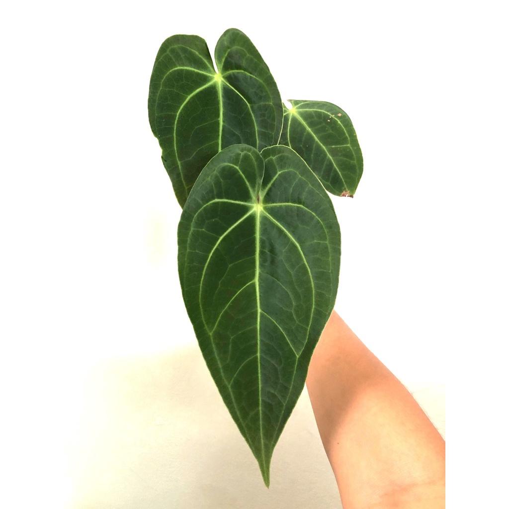 Jual Anthurium Magnificum Verde ( Narrow ) Varian Daun Panjang | Shopee ...